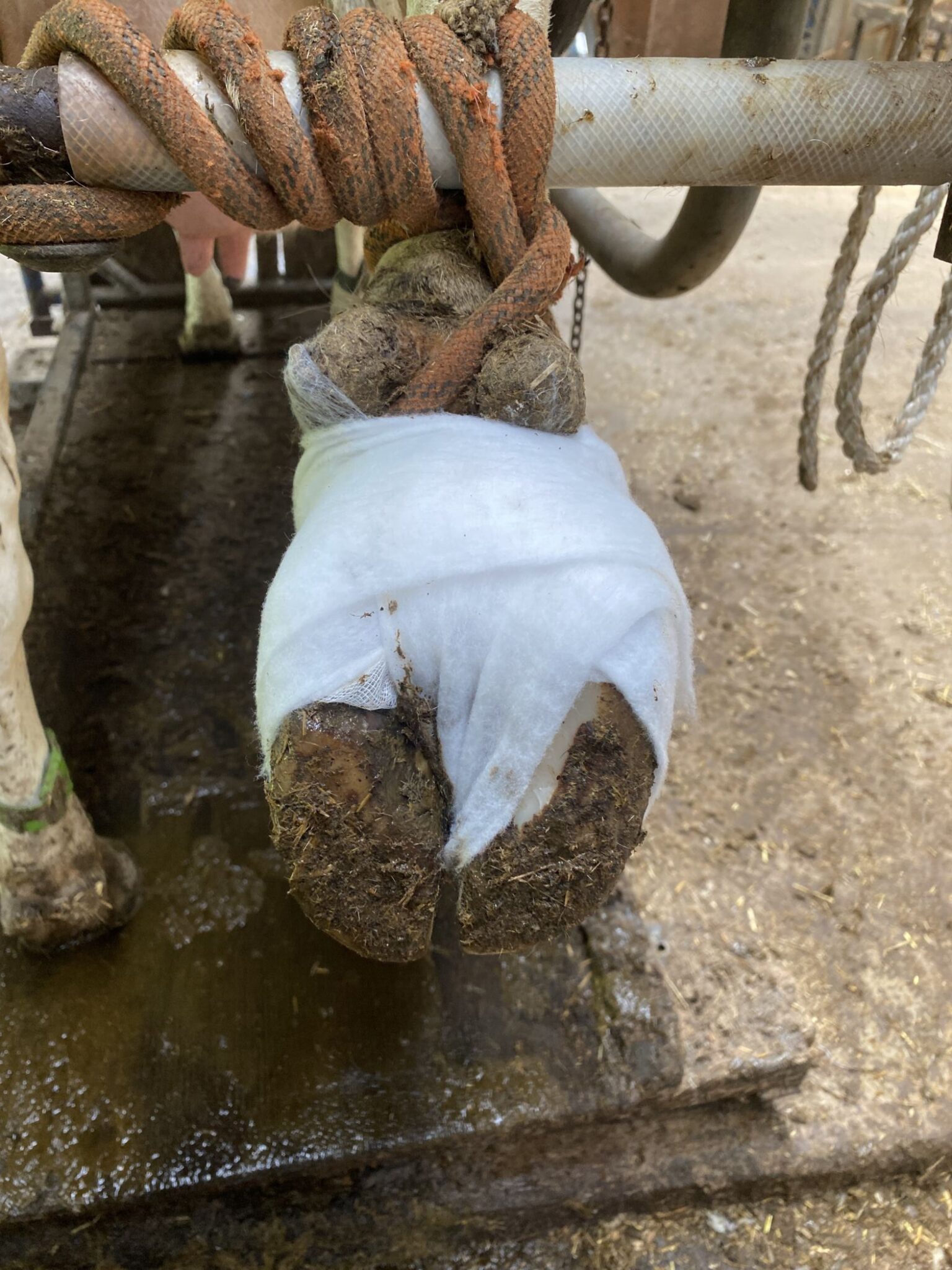 FAQ zu Mortellaro beim Milchvieh im Stall